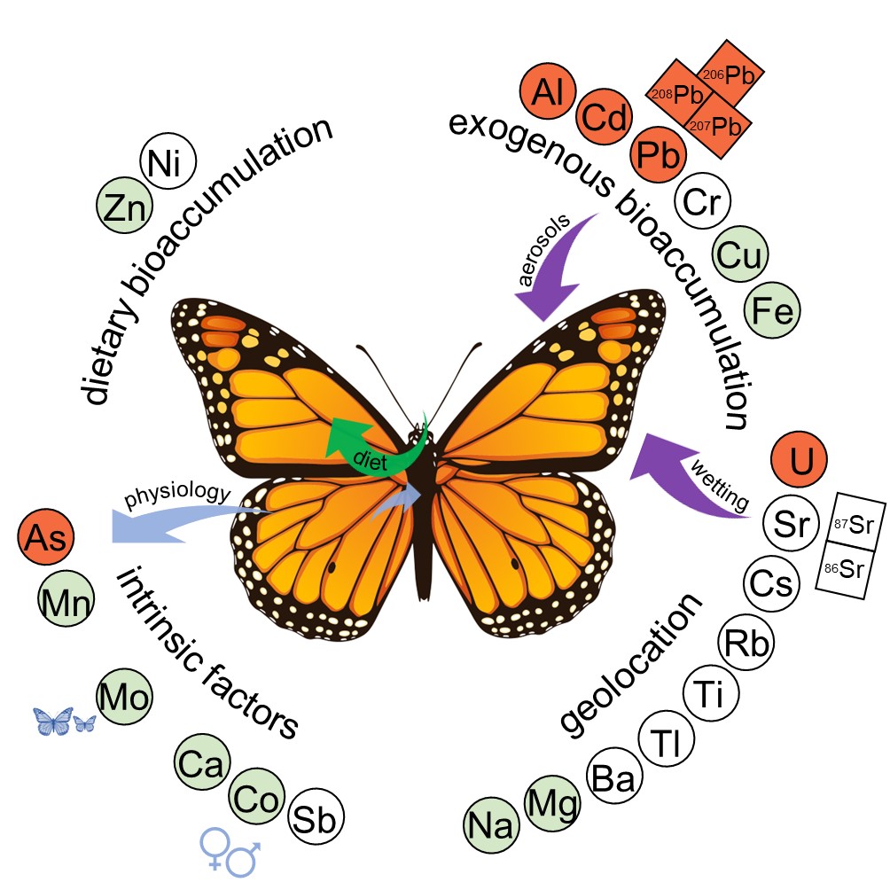 Metals and metal isotopes incorporation in insect wings: Implications for geolocation and ...